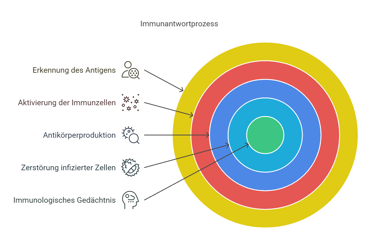 Spezifisches Immunsystem: Aufbau, Funktionen und Bedeutung für die ...